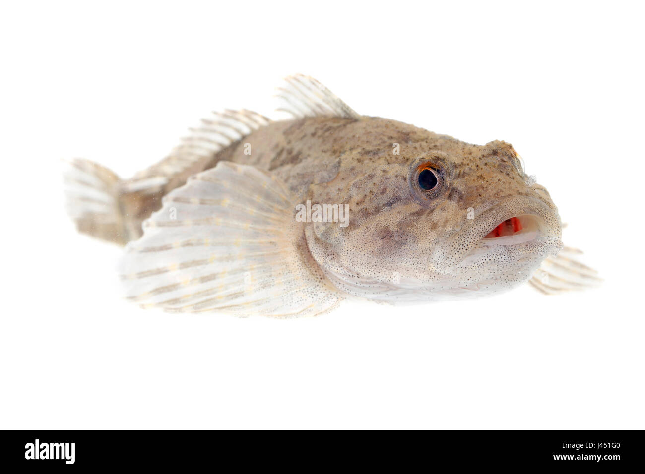 White bullhead hi-res stock photography and images - Alamy