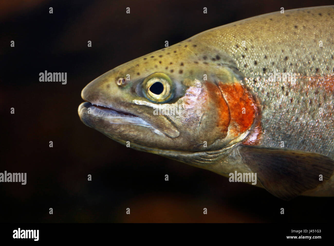 Trout species hi-res stock photography and images - Alamy