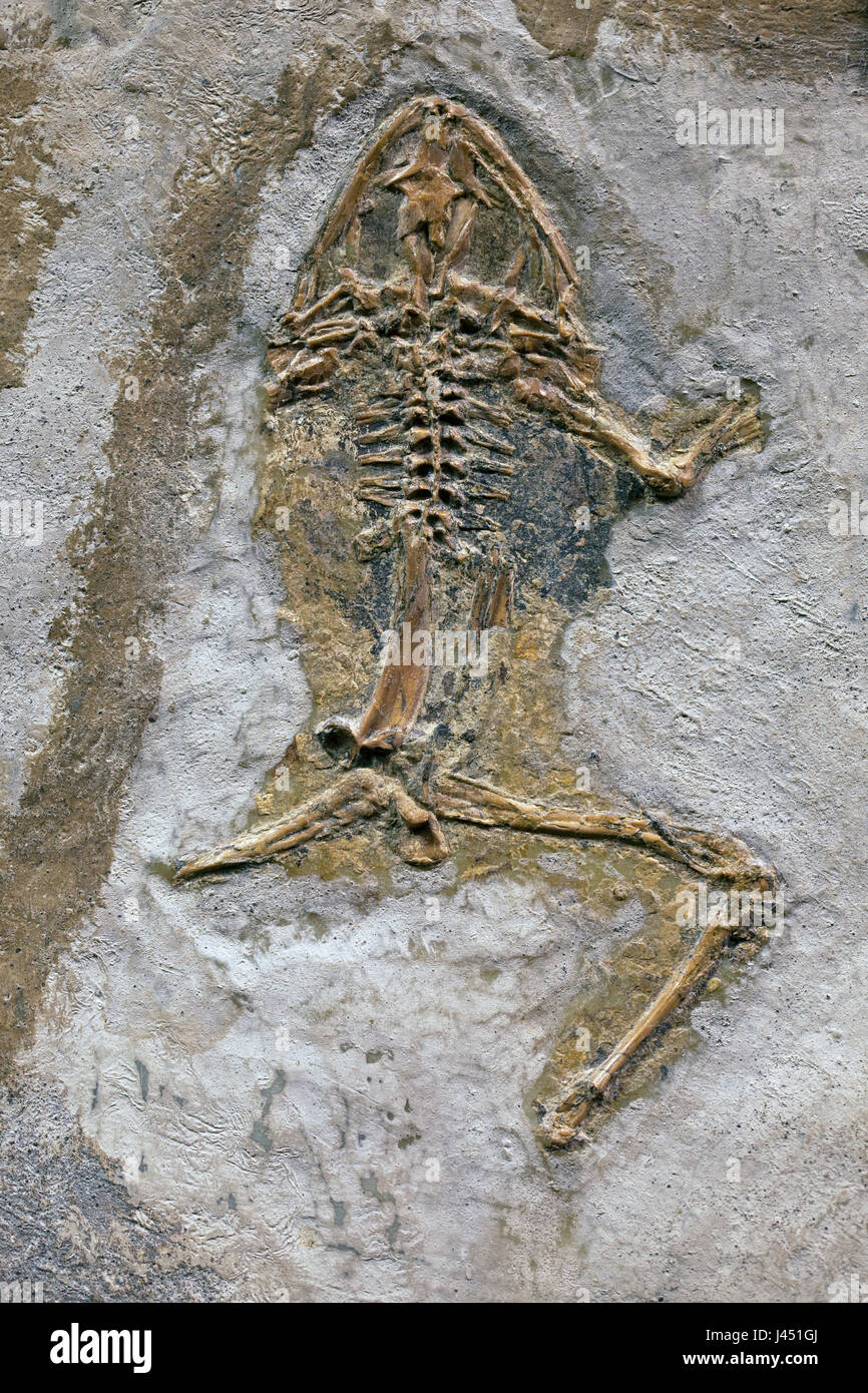 Fossil of the frog eopelobates spec. from the oligoceen Stock Photo - Alamy
