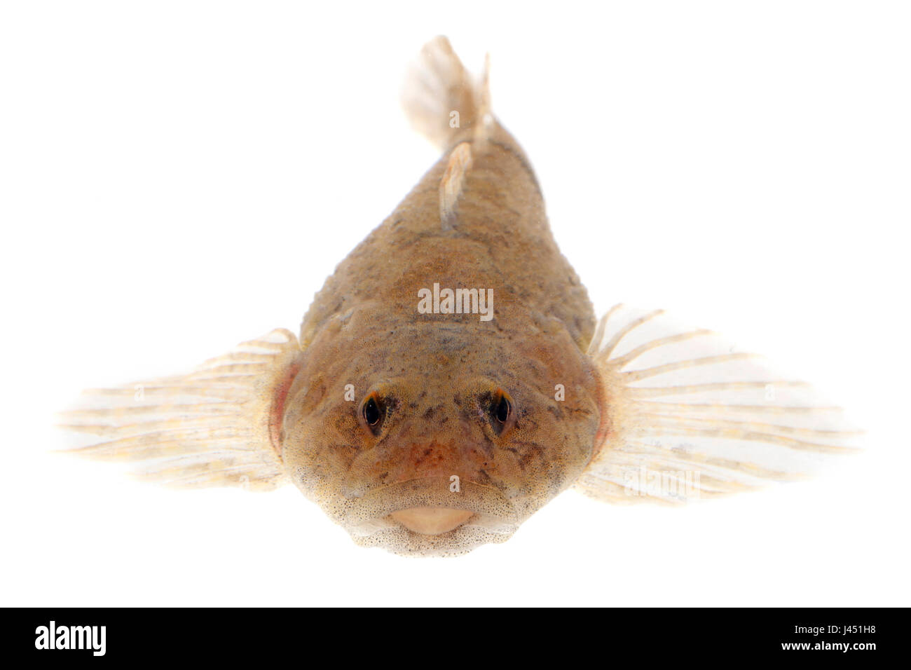 Bullhead isolated on a white background Stock Photo - Alamy