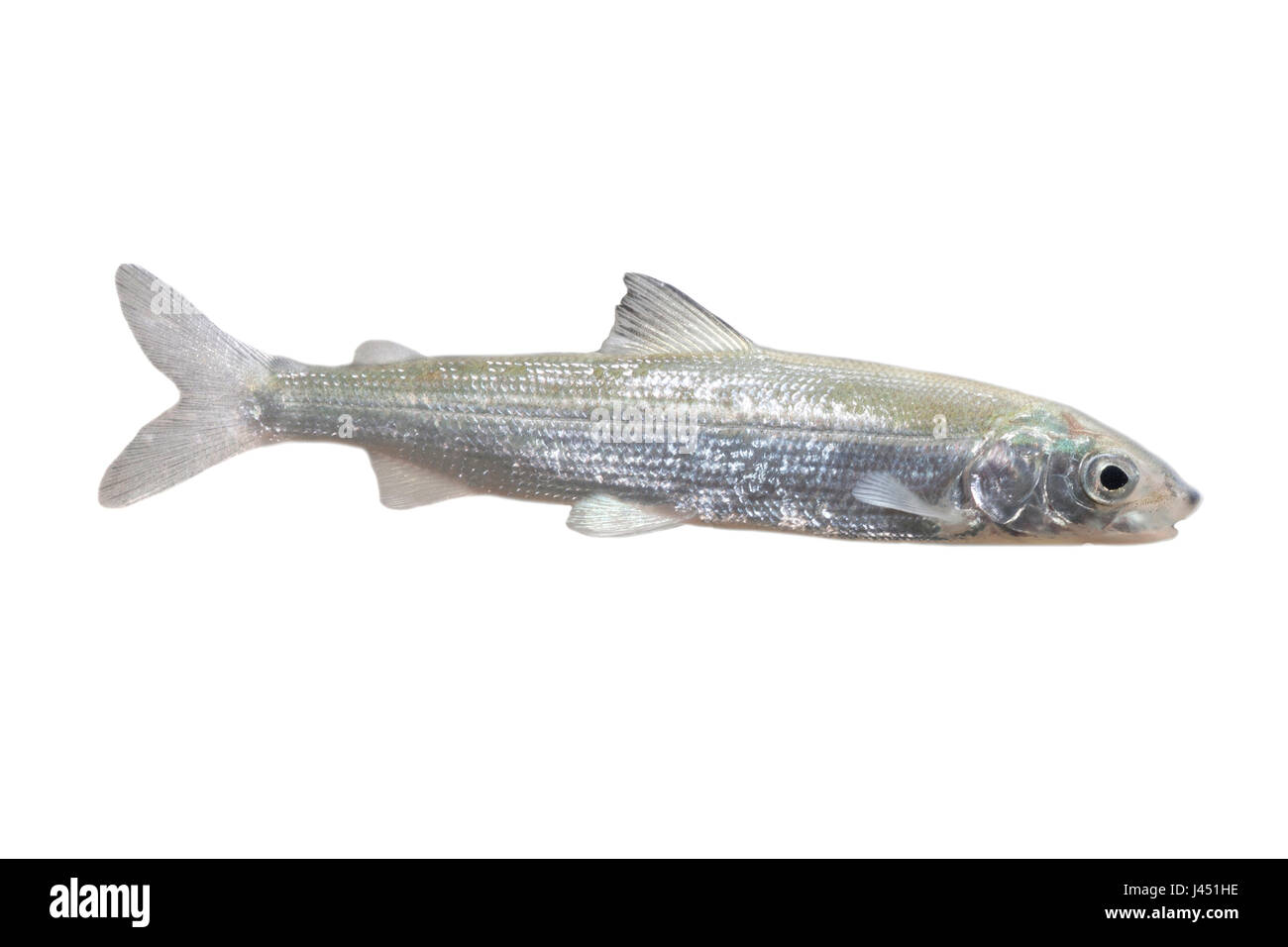 houting isolated on a white background Stock Photo - Alamy