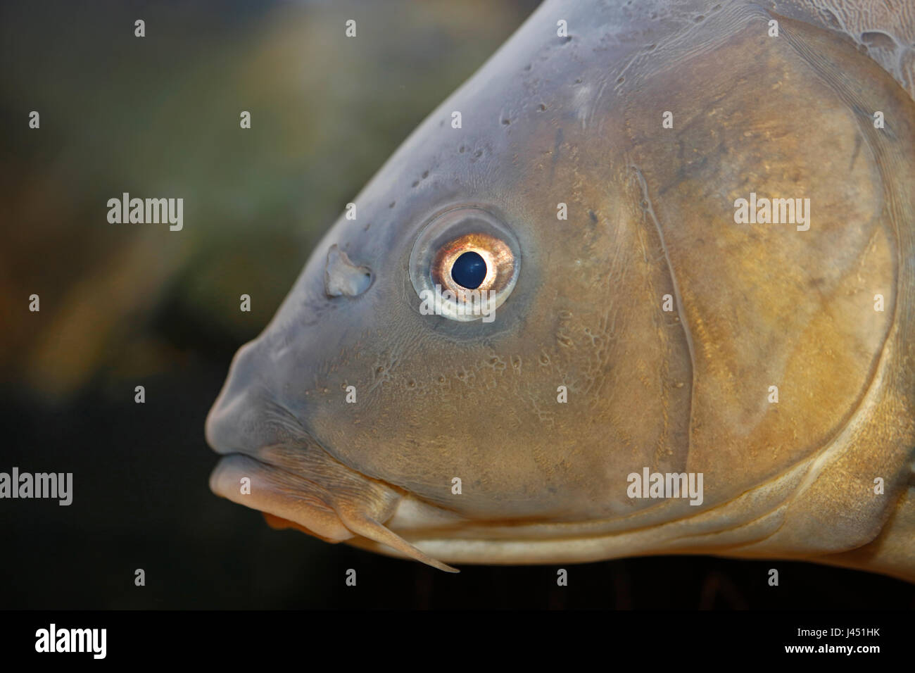 portrait of a carp Stock Photo - Alamy