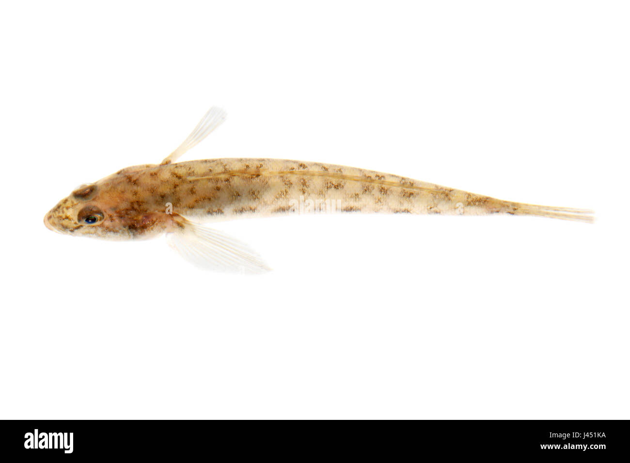 Monkey goby neogobius fluviatilis hi-res stock photography and images ...