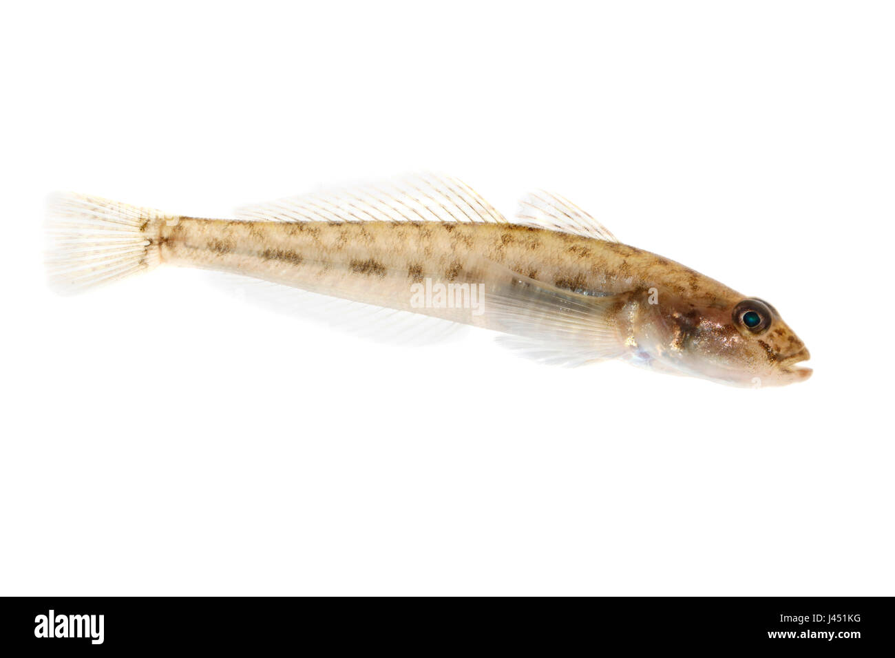Monkey goby isolated on a white background Stock Photo - Alamy