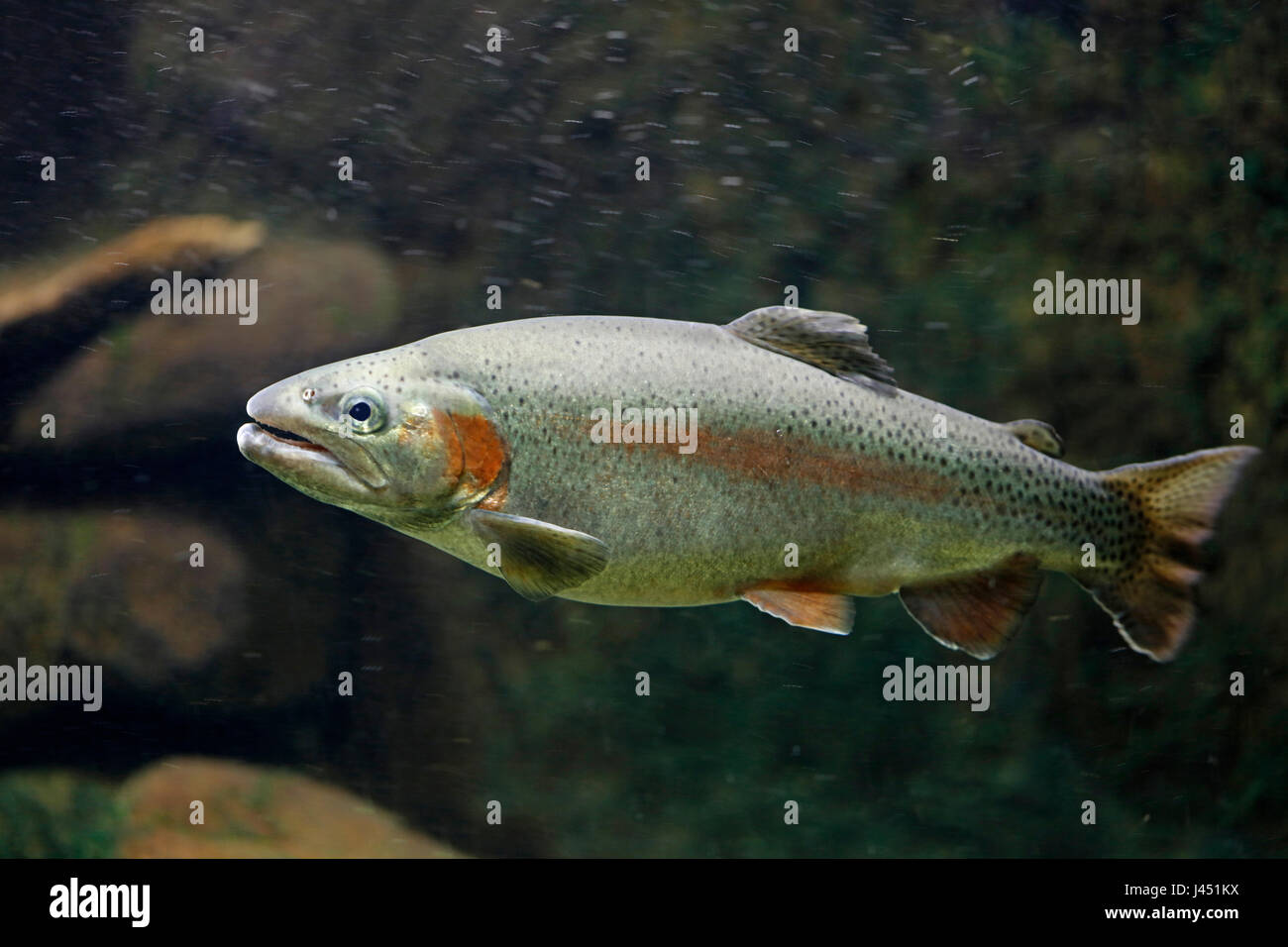 Freshwater current hi-res stock photography and images - Alamy