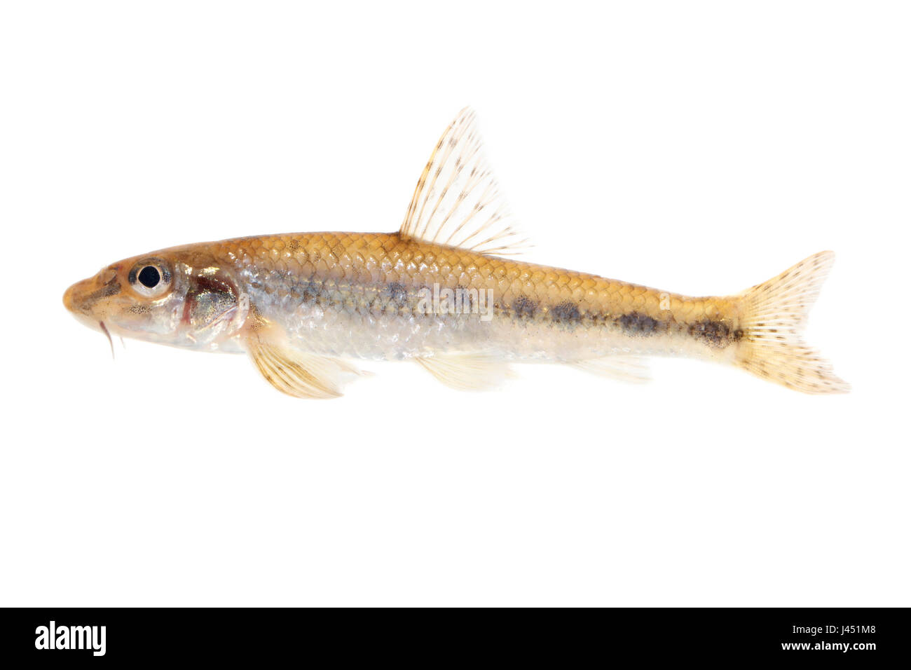 Gudgeon isolated on a white background Stock Photo - Alamy