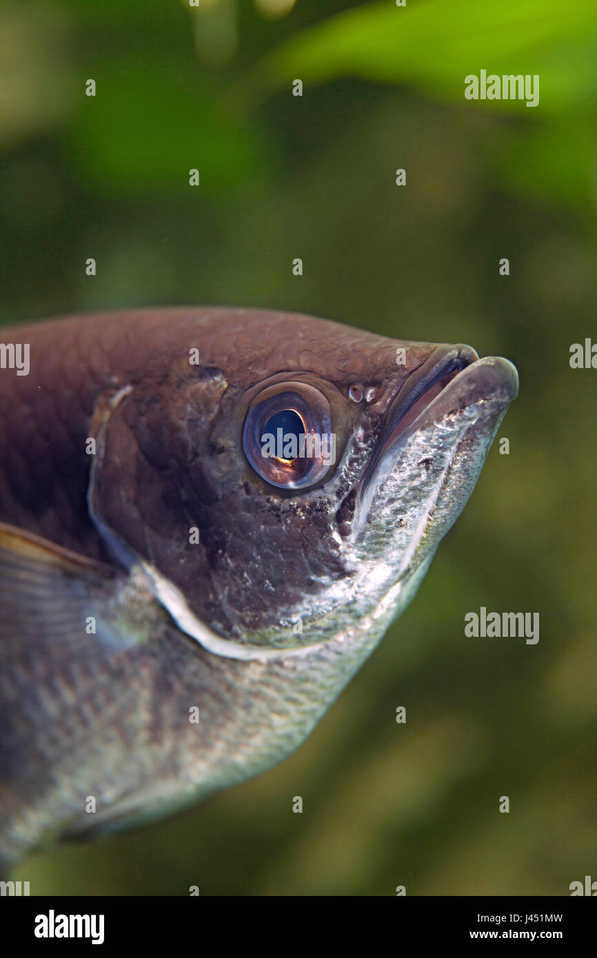 Portrait of an archerfish Stock Photo - Alamy