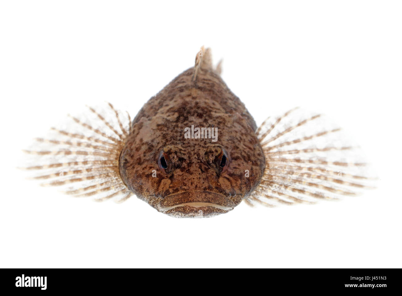 Bullhead isolated on a white background Stock Photo - Alamy