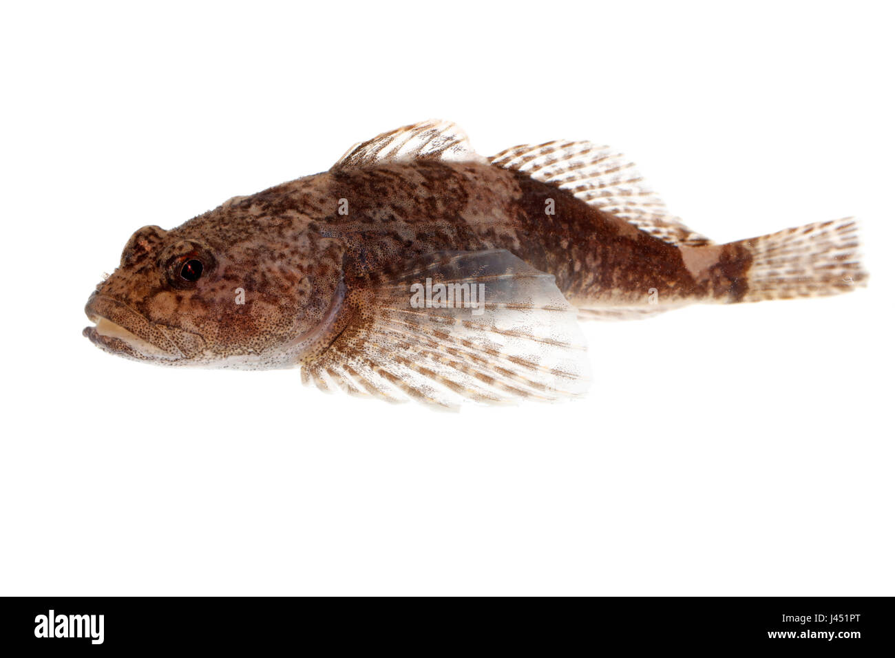 European Bullhead Fish Cottus Gobio High Resolution Stock Photography ...