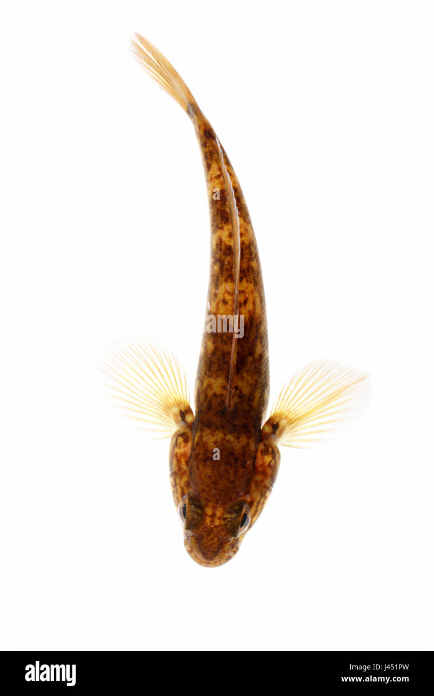 round goby isolated on a white background Stock Photo - Alamy