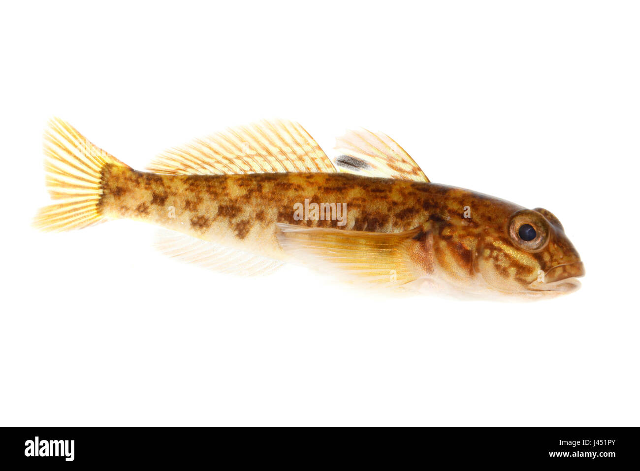 round goby isolated on a white background Stock Photo - Alamy