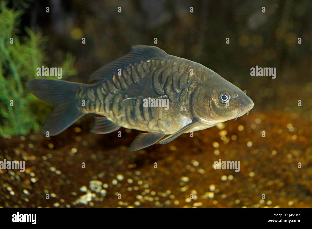 Carp hi-res stock photography and images - Alamy