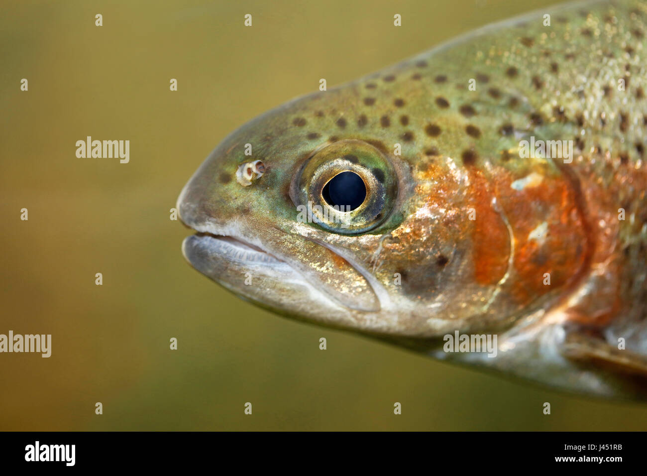 Trout species hi-res stock photography and images - Alamy