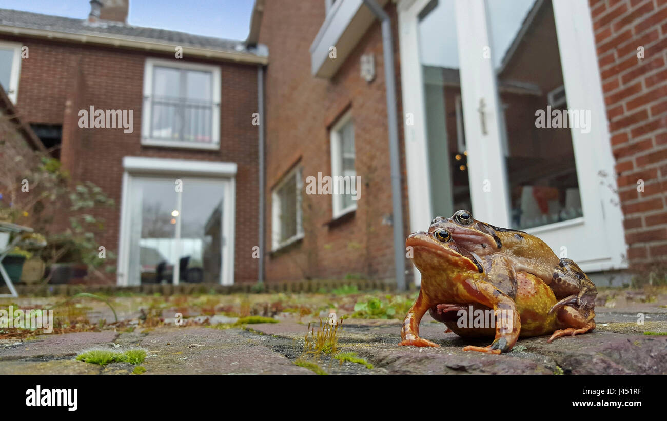 pair of common frogs migrating through a garden Stock Photo - Alamy