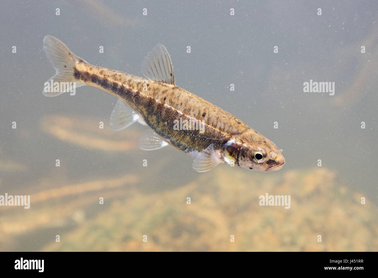 Minnow river hi-res stock photography and images - Alamy