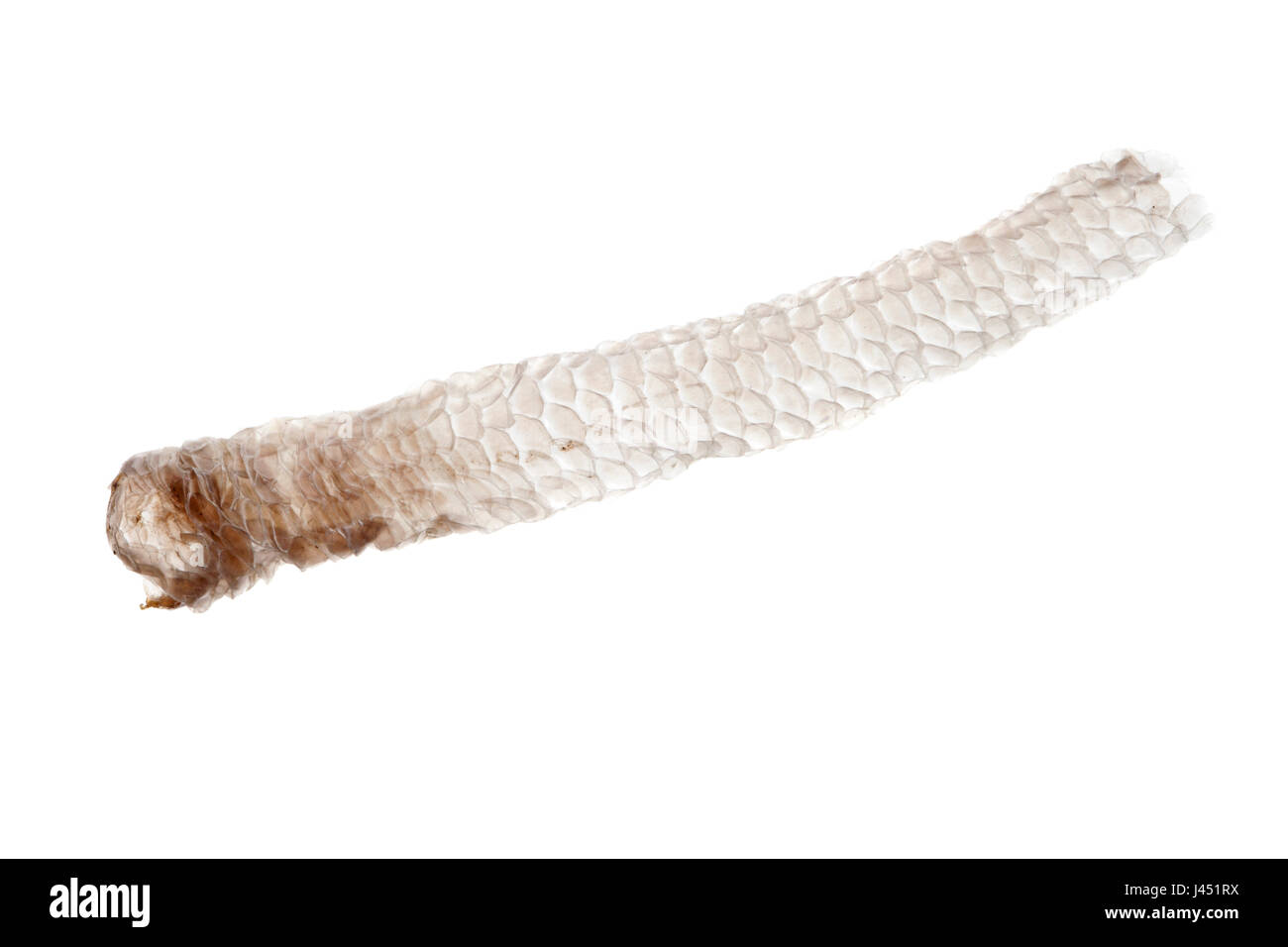 Slow animal Cut Out Stock Images & Pictures - Alamy