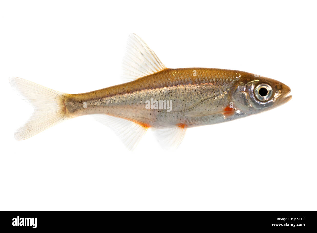 Spirlin isolated on white Stock Photo - Alamy