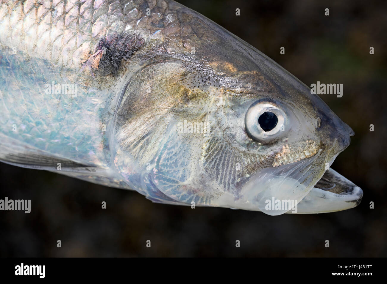 Shad fish hi-res stock photography and images - Alamy