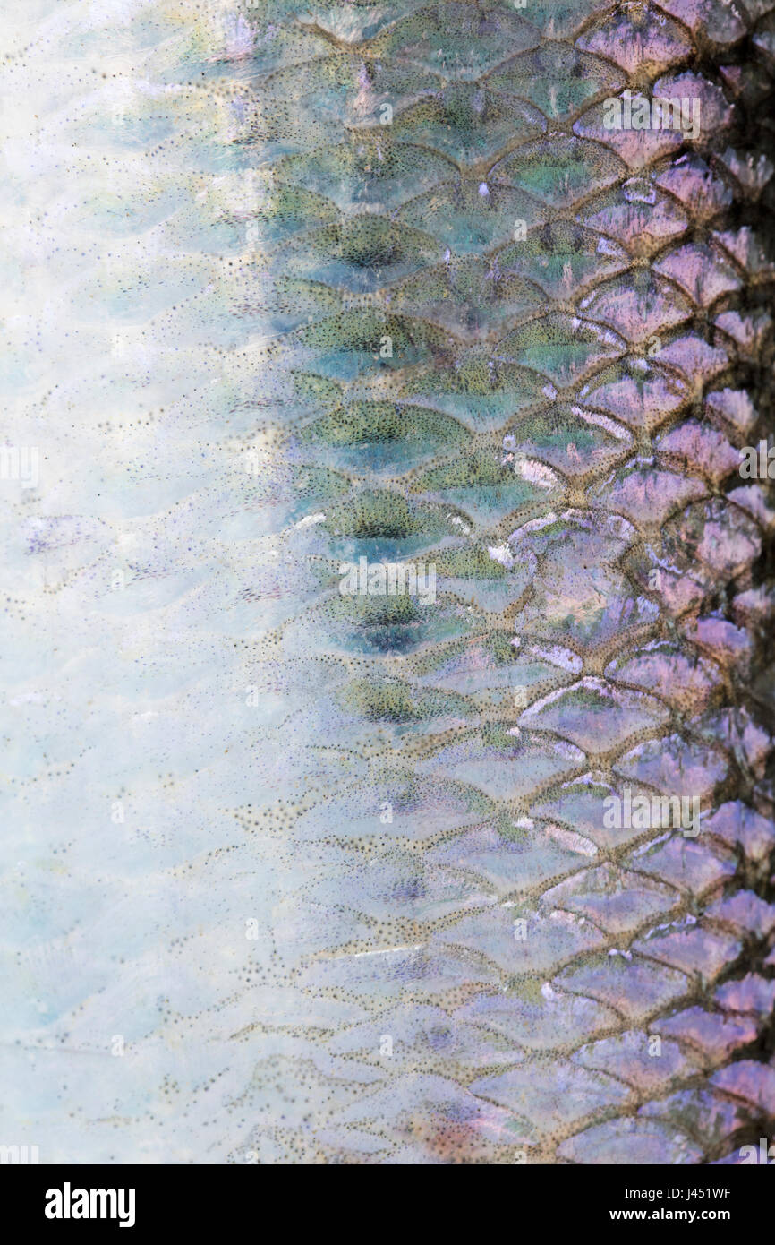 Detail of the scales of a twait shad Stock Photo - Alamy