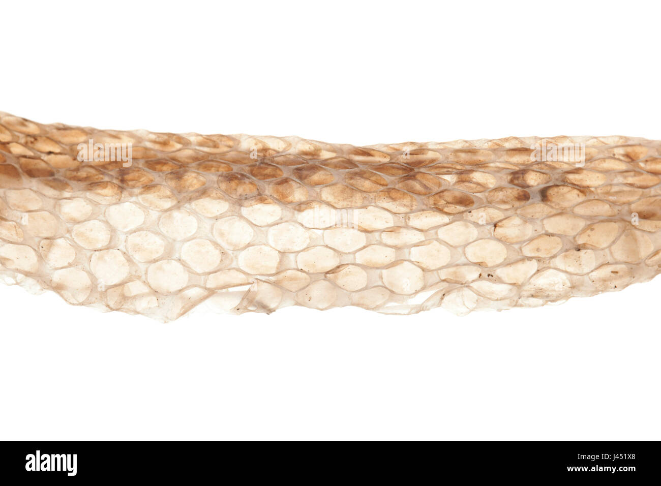 Slough snake hi-res stock photography and images - Alamy