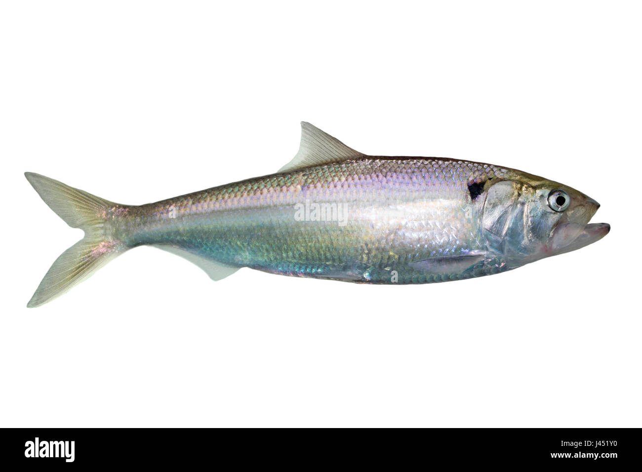 Twaite shad fish hi-res stock photography and images - Alamy