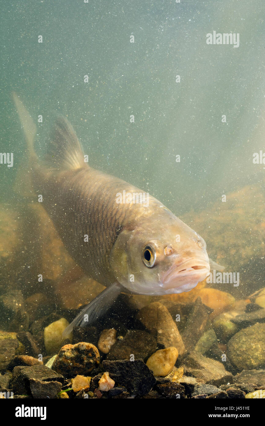 River bottom fish hi-res stock photography and images - Alamy