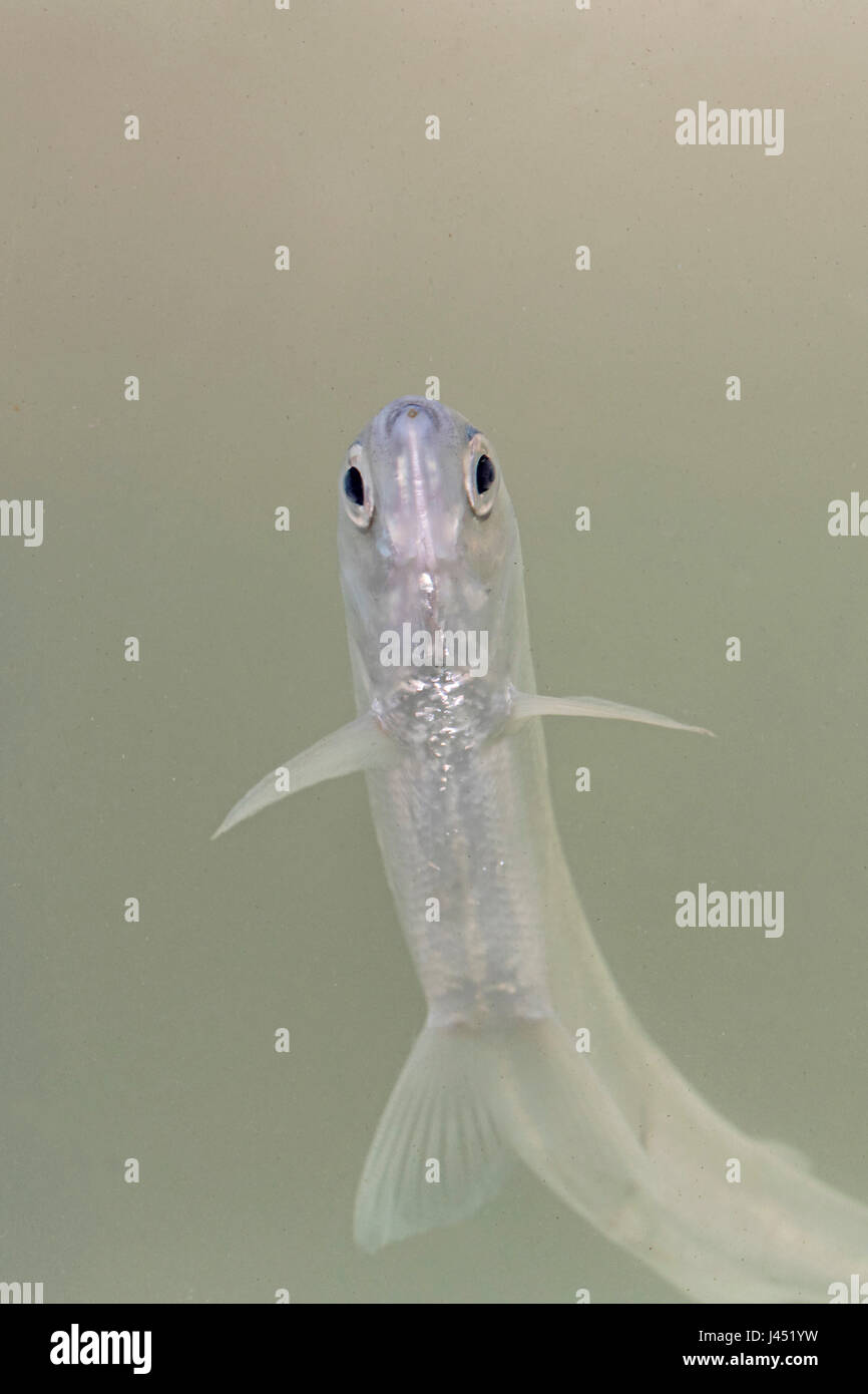 Vendace swimming against a grey background Stock Photo - Alamy