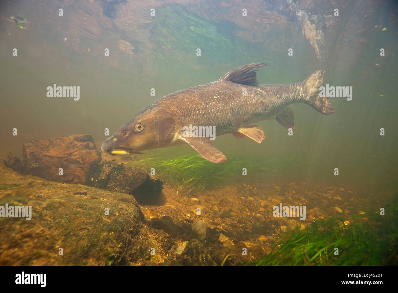 Common barbel underwater in clear river Stock Photo - Alamy