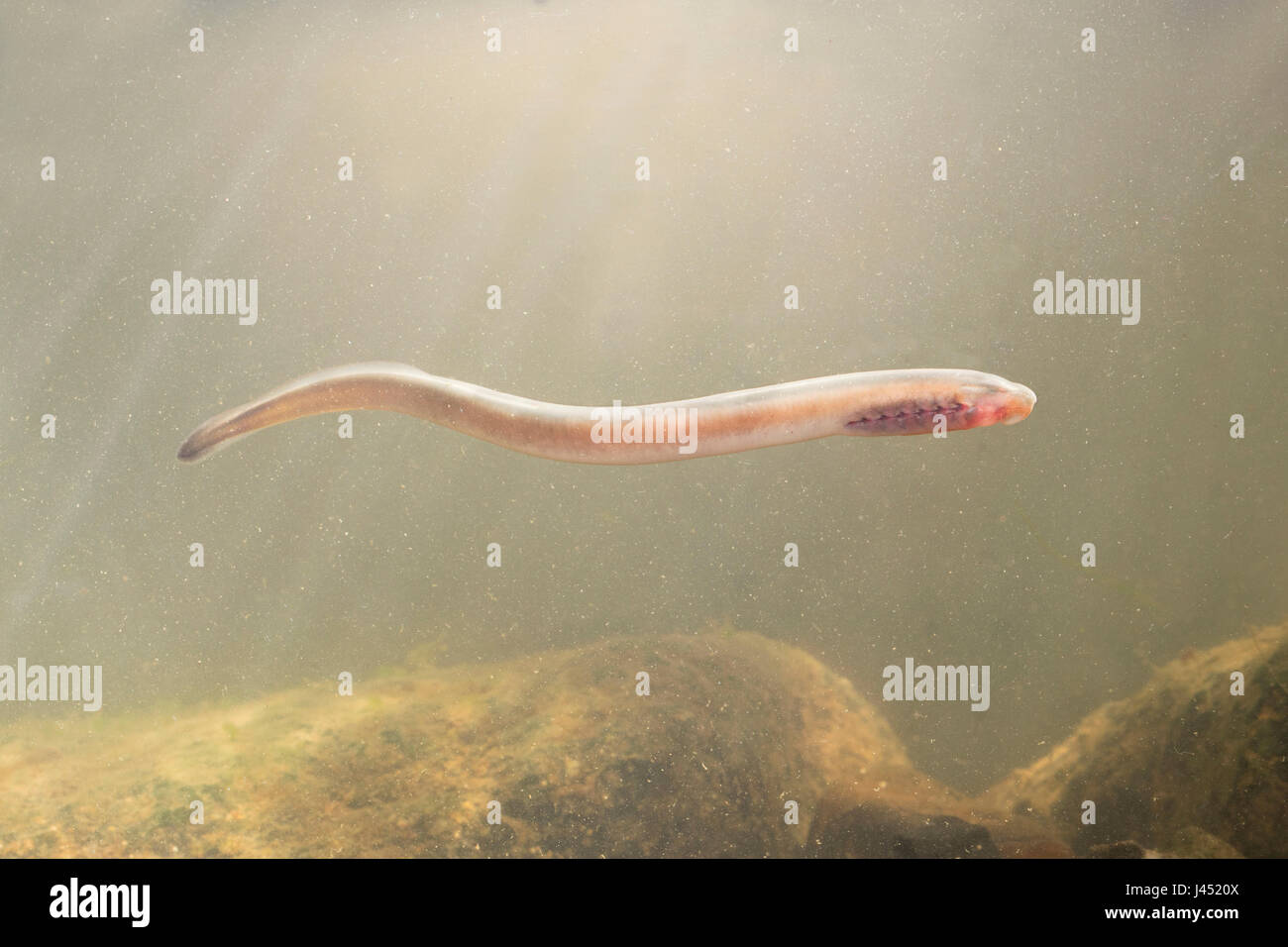 Sea lamprey petromyzon marinus hi-res stock photography and images - Alamy