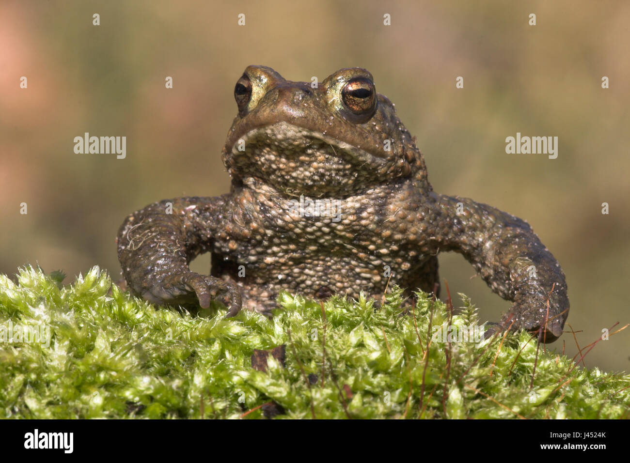 frontal photo of a male common toad that sits on moss Stock Photo - Alamy