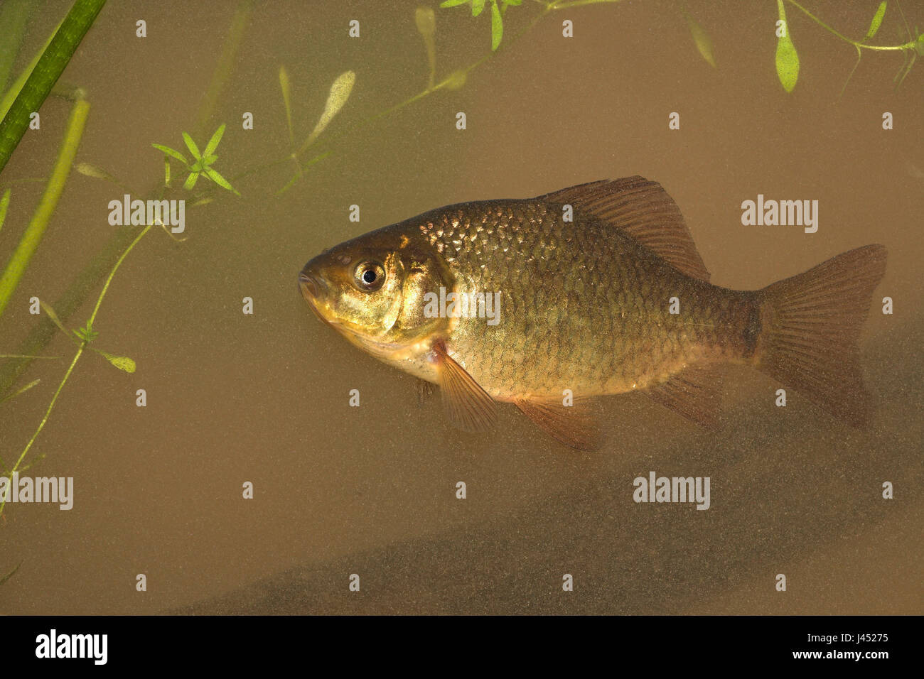 photo of a Crucian carp swimming between the vegetation against a brown ...