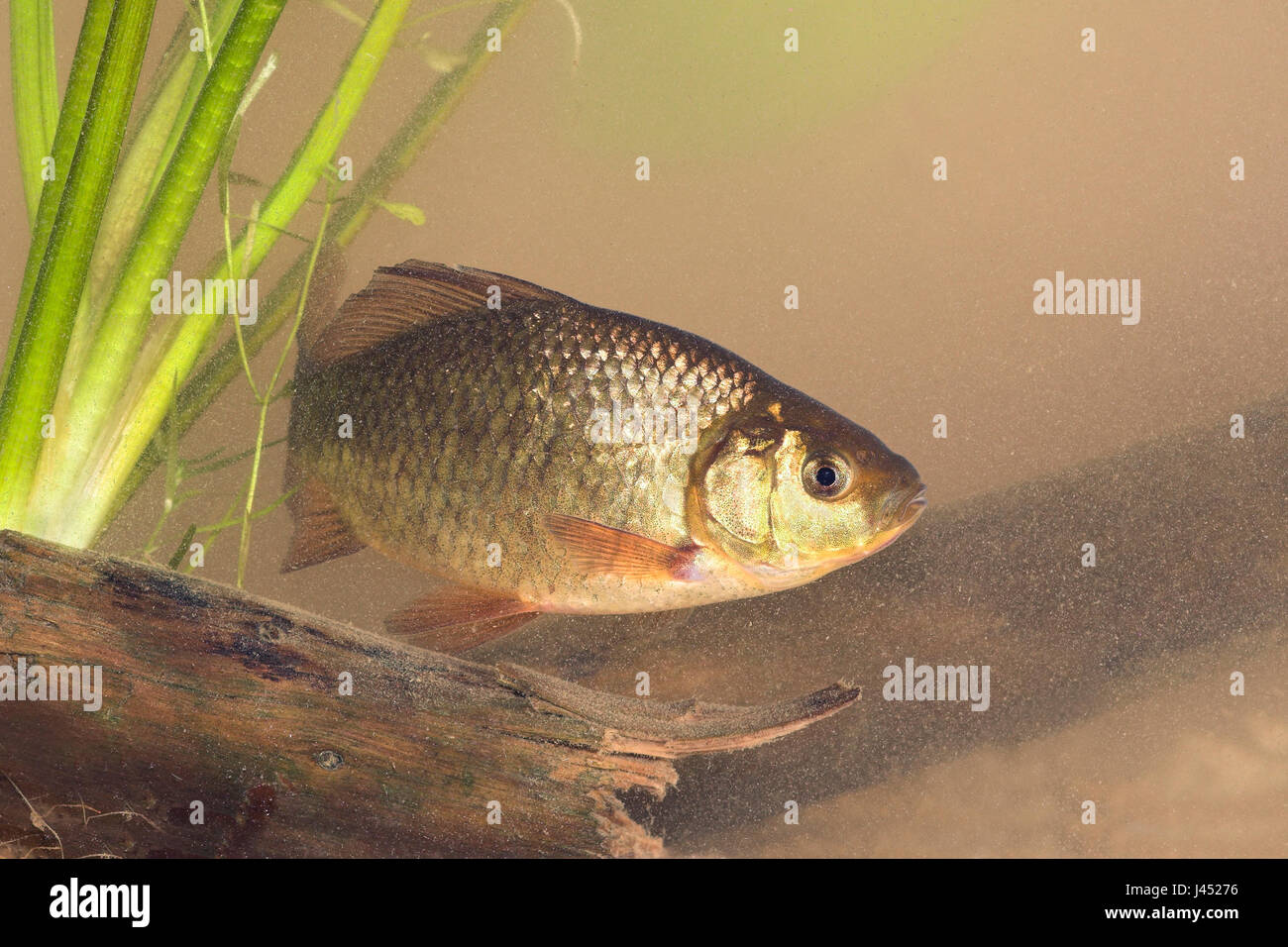 Red carp hi-res stock photography and images - Alamy
