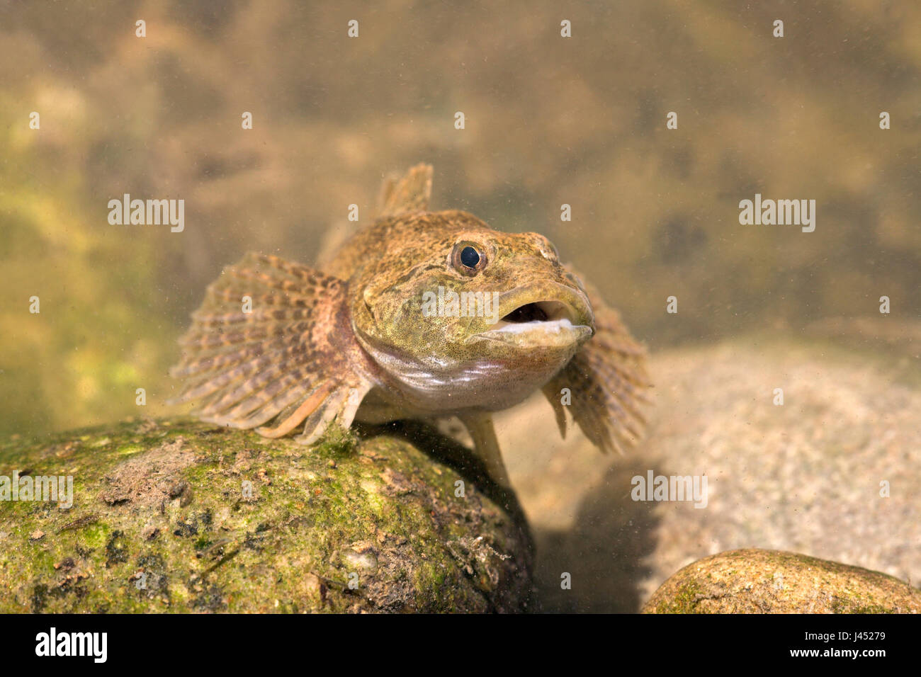 European bullhead fish cottus gobio hi-res stock photography and images ...