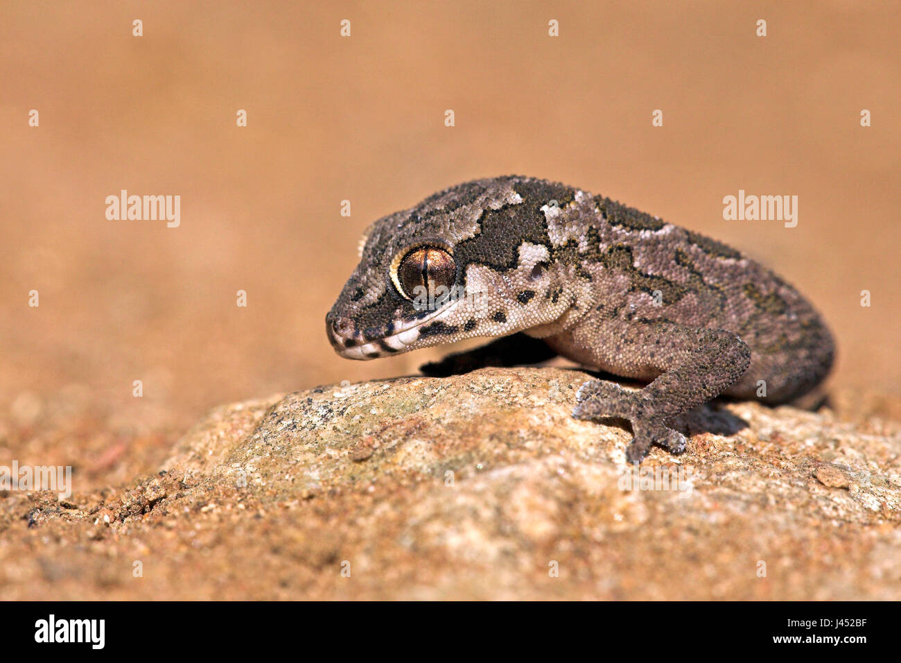 photo of a small gecko resting on a rock Stock Photo - Alamy