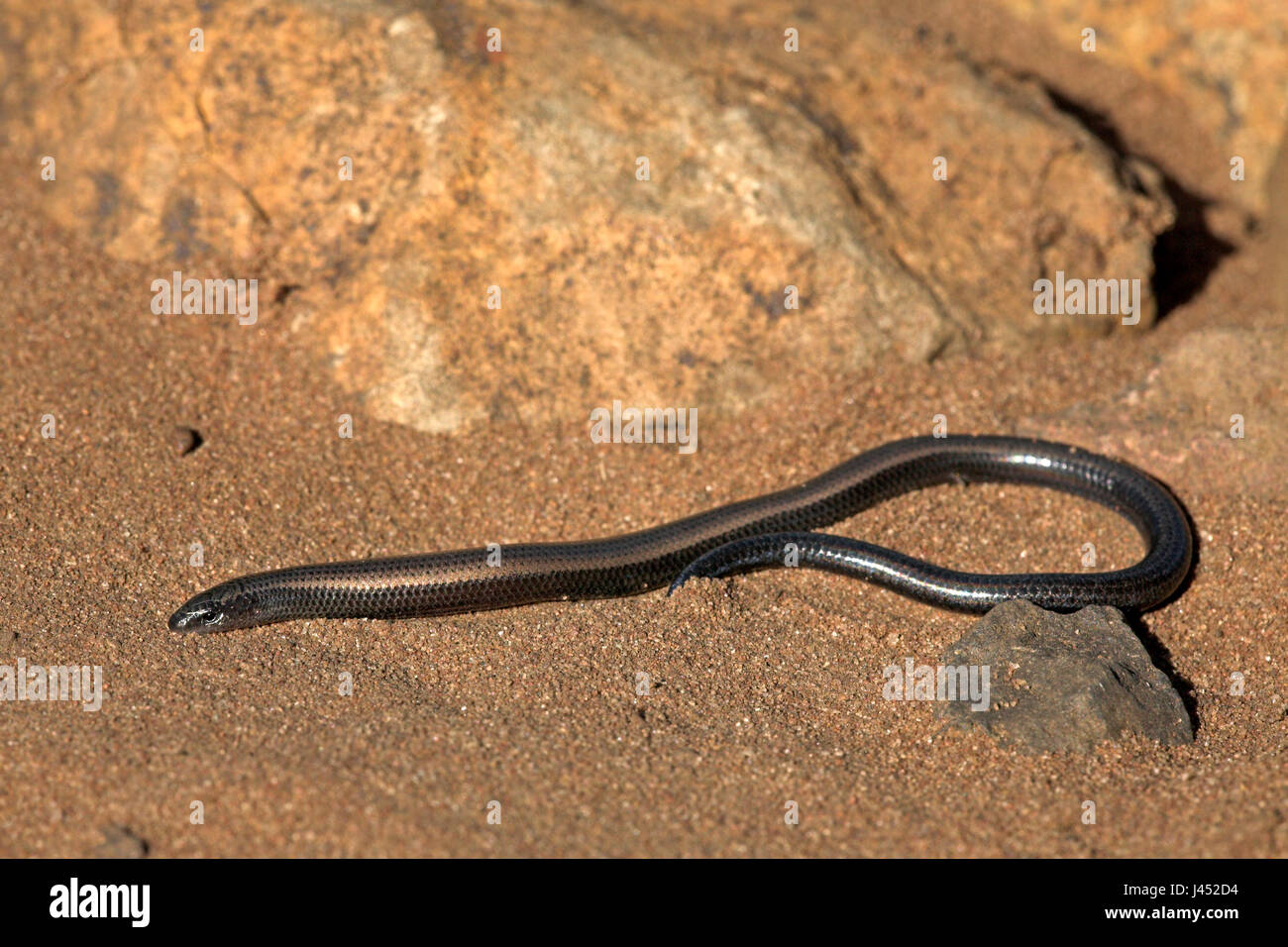 Mozambique dwarf burrowing skink hi-res stock photography and images ...