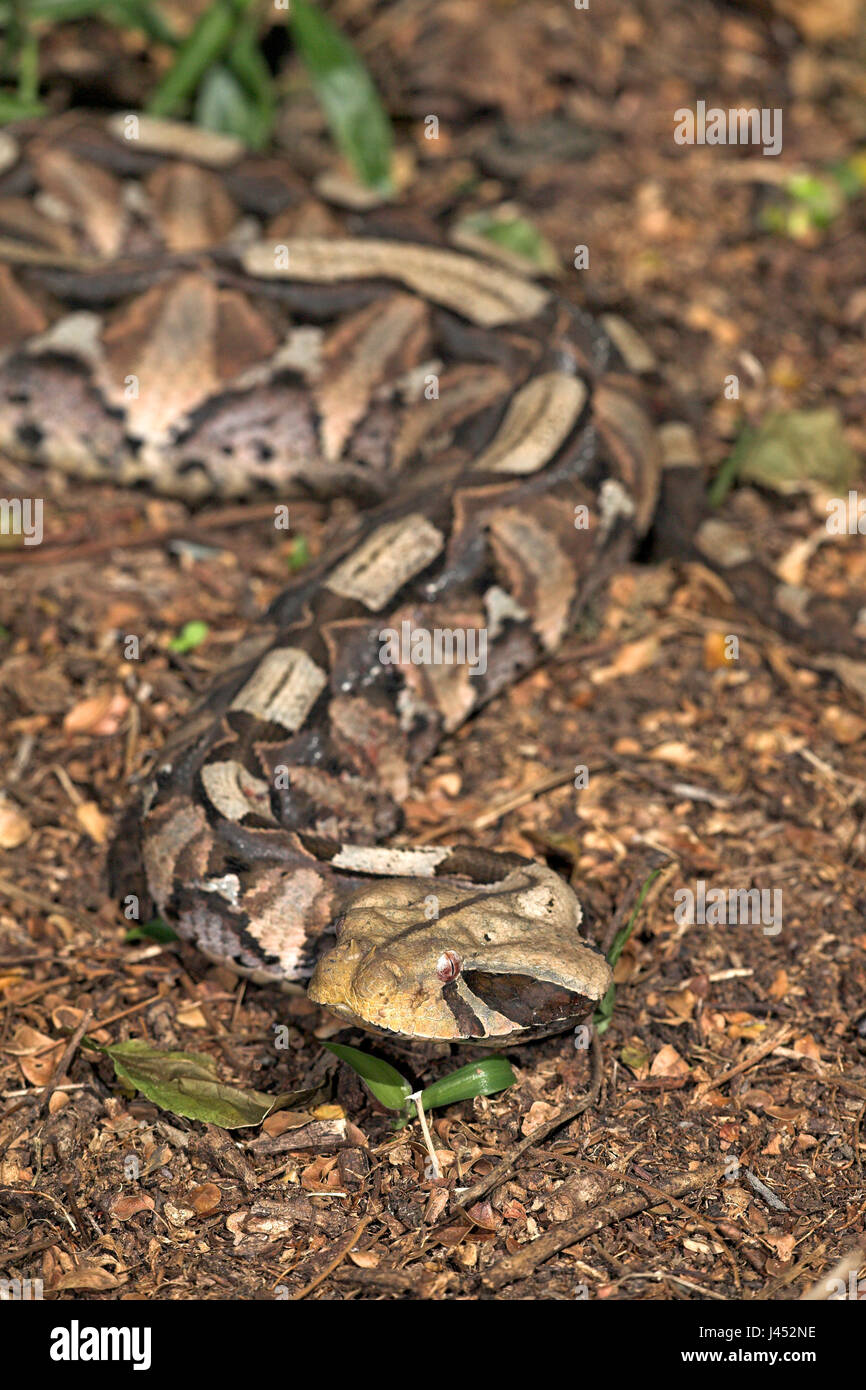 overview of a gaboon adder that blends into its environment Stock Photo ...