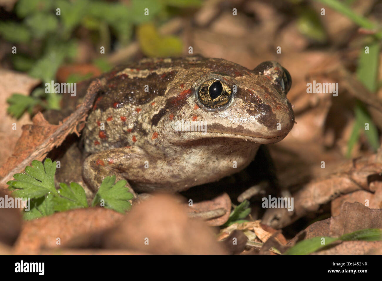 Spadefood hi-res stock photography and images - Alamy