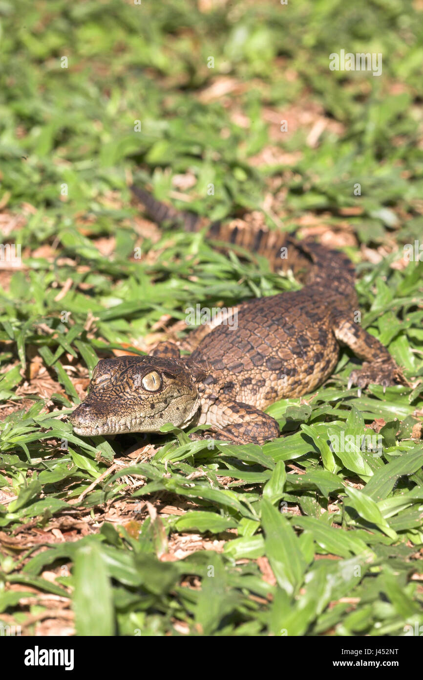 Photo of a nile crocodile hatchling Stock Photo - Alamy