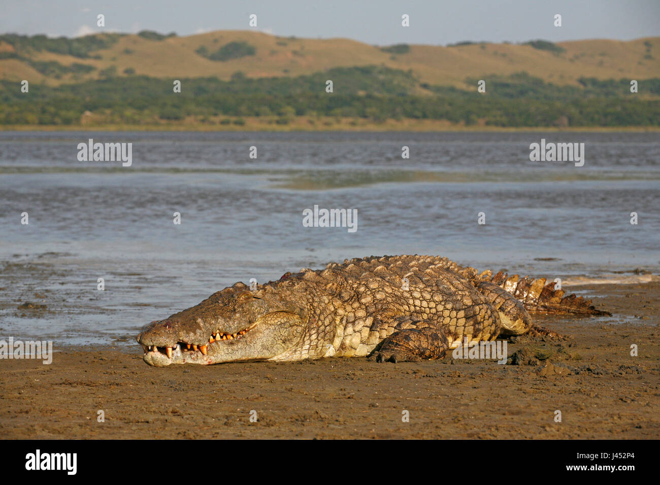 Crocodile basking hi-res stock photography and images - Alamy