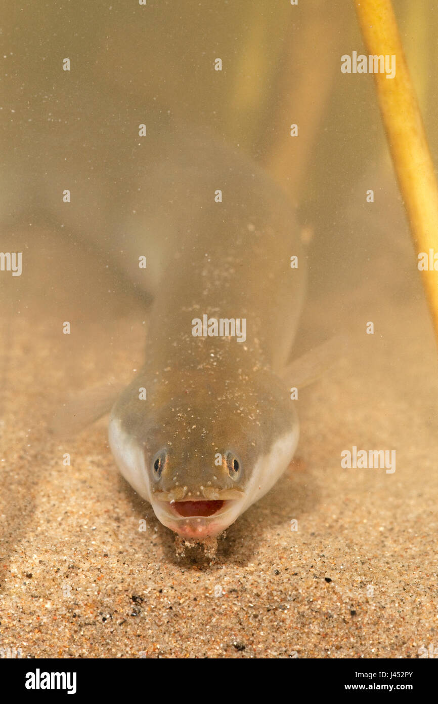 vertical photo / portrait of an eel on sand between reed Stock Photo ...