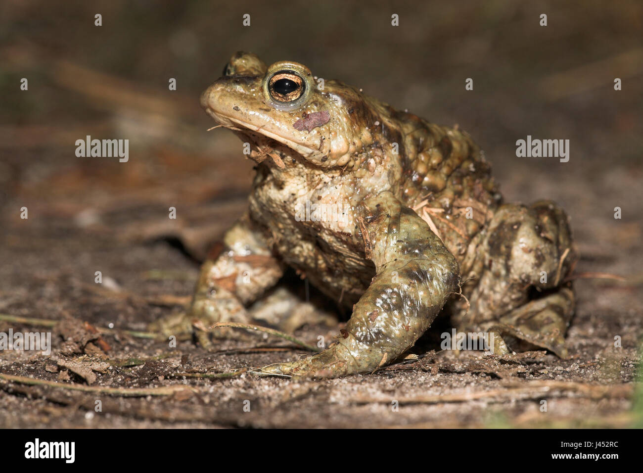 photo of a male common toad on land Stock Photo - Alamy