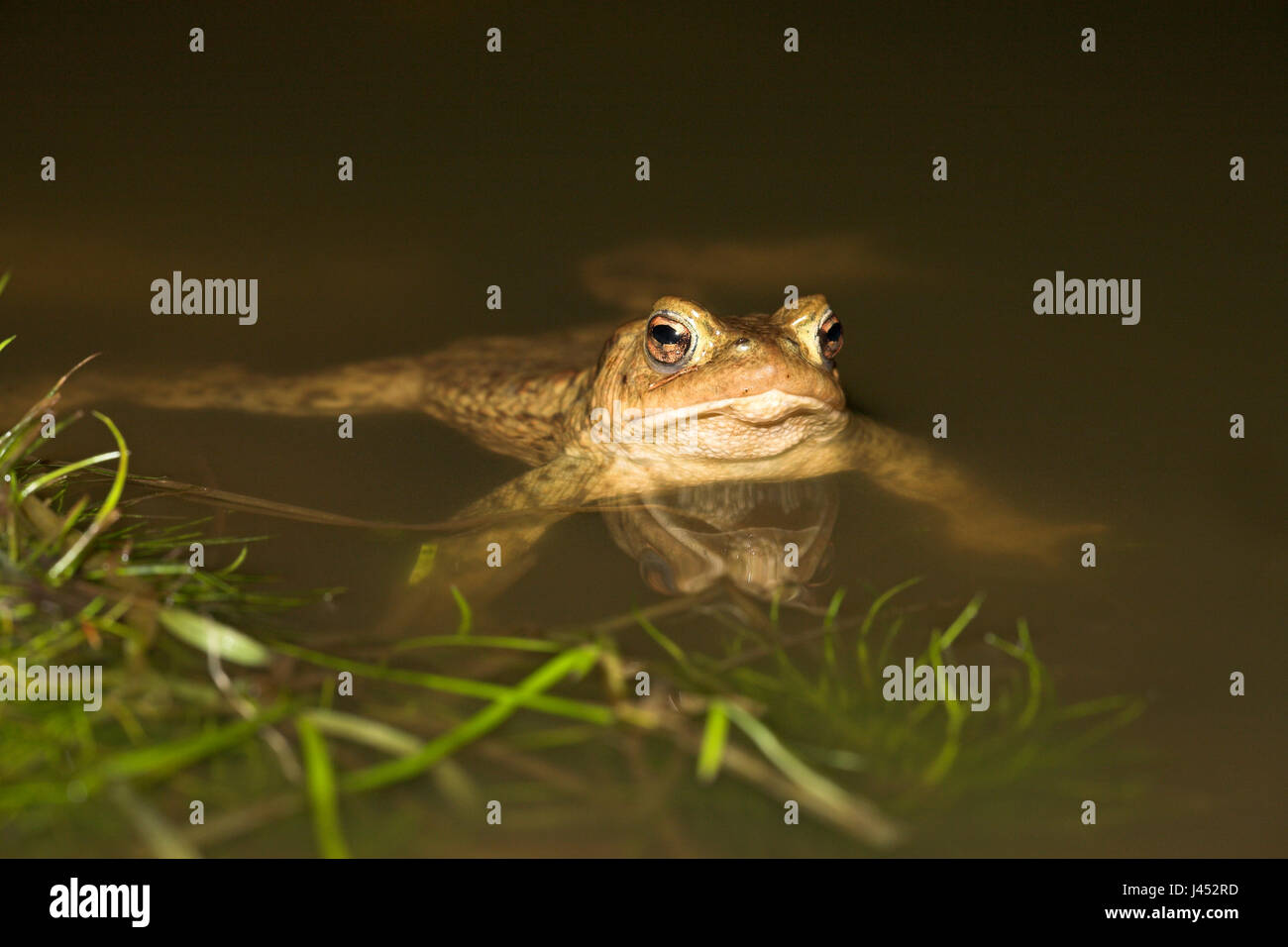 photo of a male common toad swimming Stock Photo - Alamy