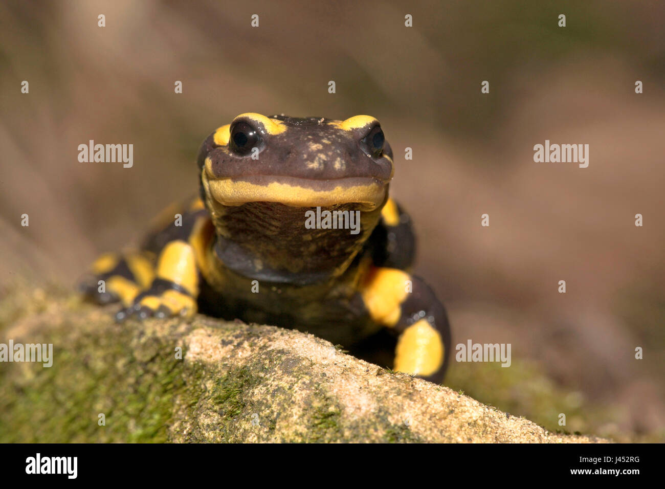 frontal portrait of a fire salamander Stock Photo - Alamy