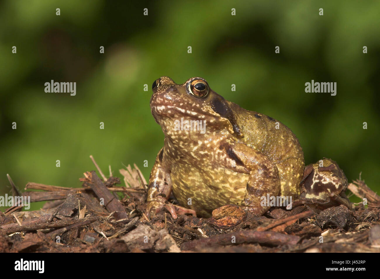 photo of a female common frog on the ground in the garden against a ...