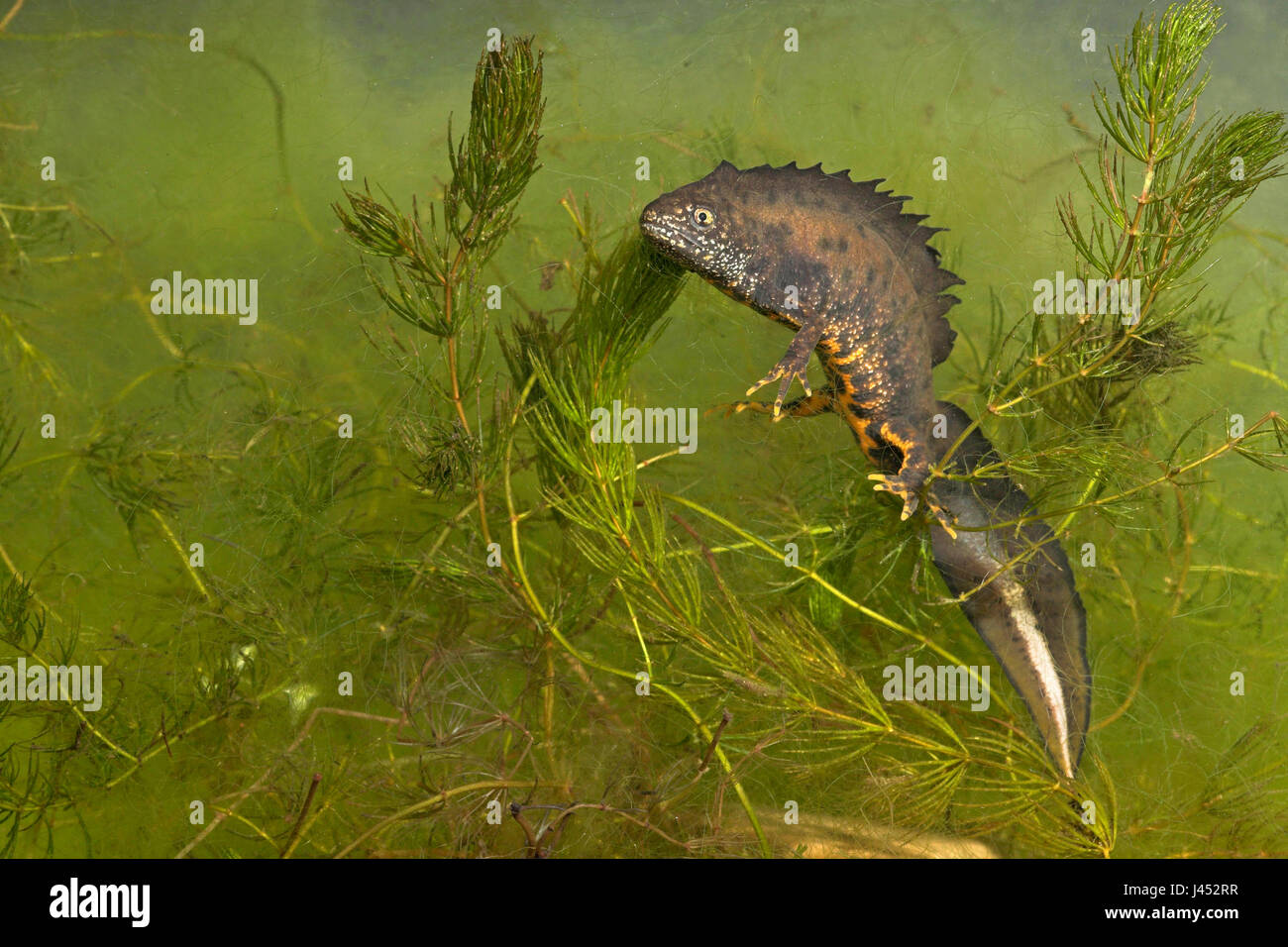 photo of a male Great Crested newt under water between green plants and ...