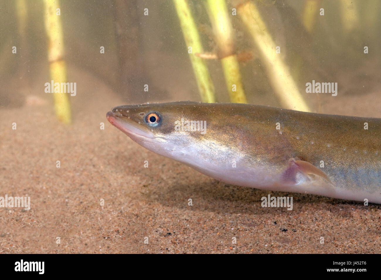 portrait of an eel in front of reed Stock Photo - Alamy