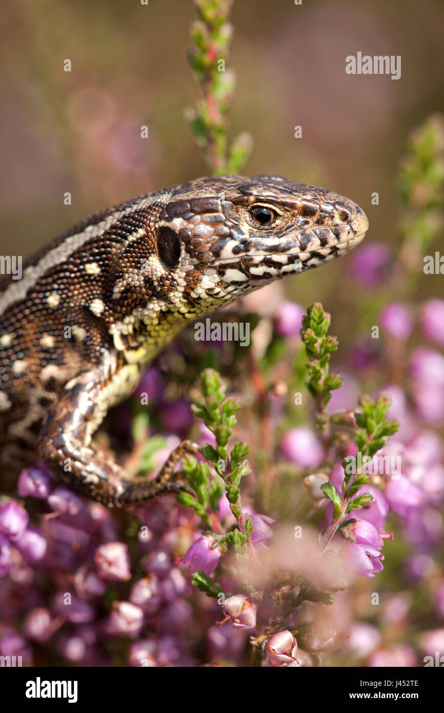 Heather sand hi-res stock photography and images - Alamy