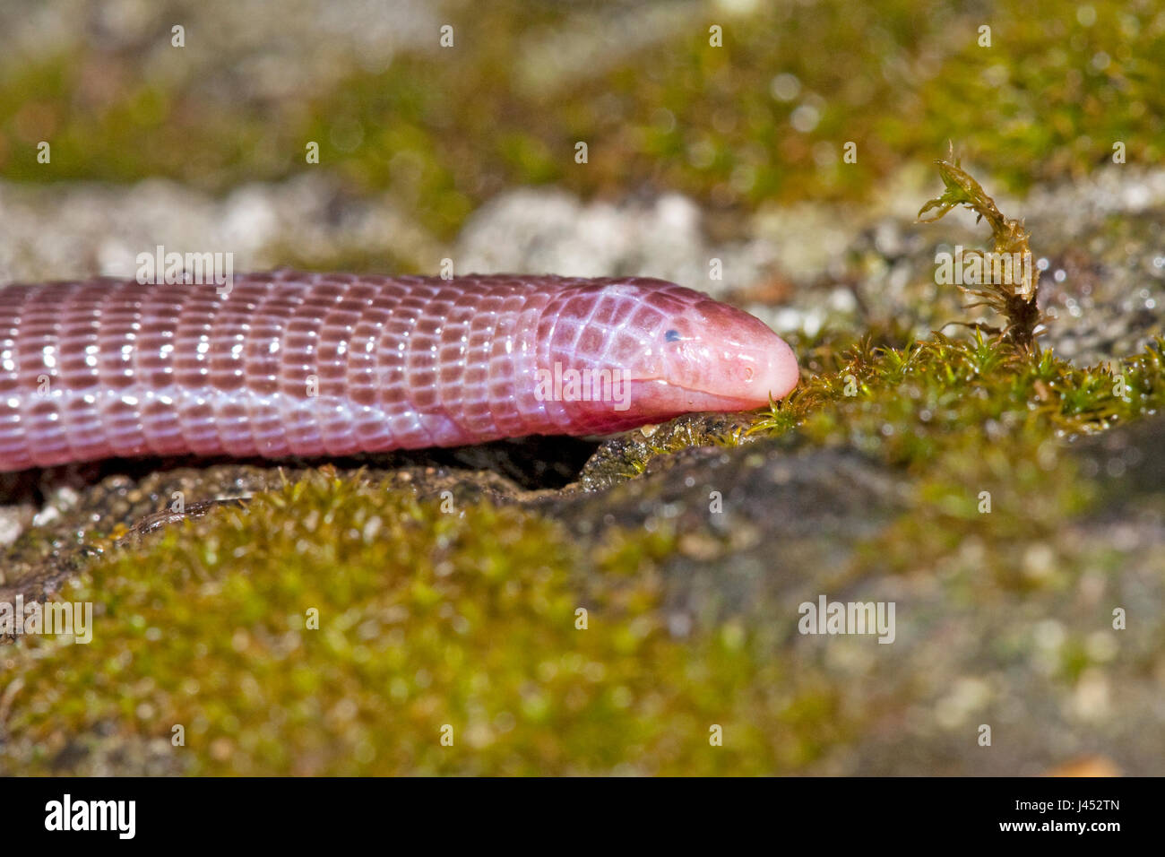 portrait of an Anatolian worm lizard with its reduced eyes well visible ...