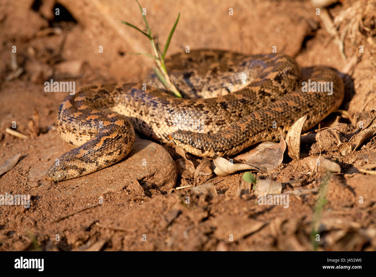 photo of a sand boa on sand Stock Photo - Alamy