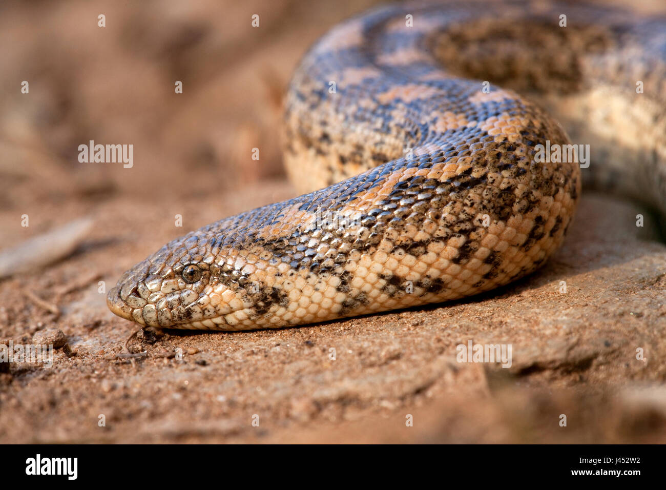 portrait of a sand boa Stock Photo - Alamy